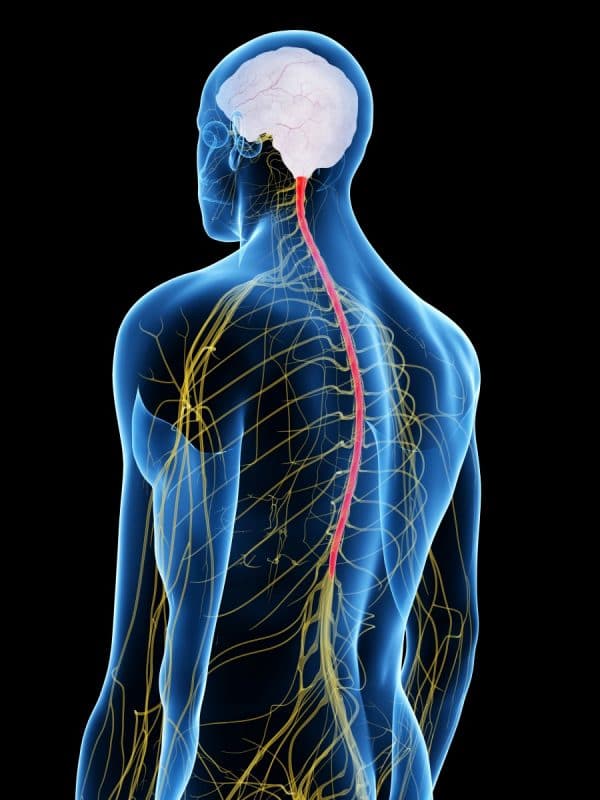 Spinal Cord Injuries: Pinched Nerves, Degenerative Discs and Chronic ...
